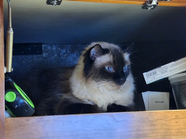 Our Pets – Just Go Allegros